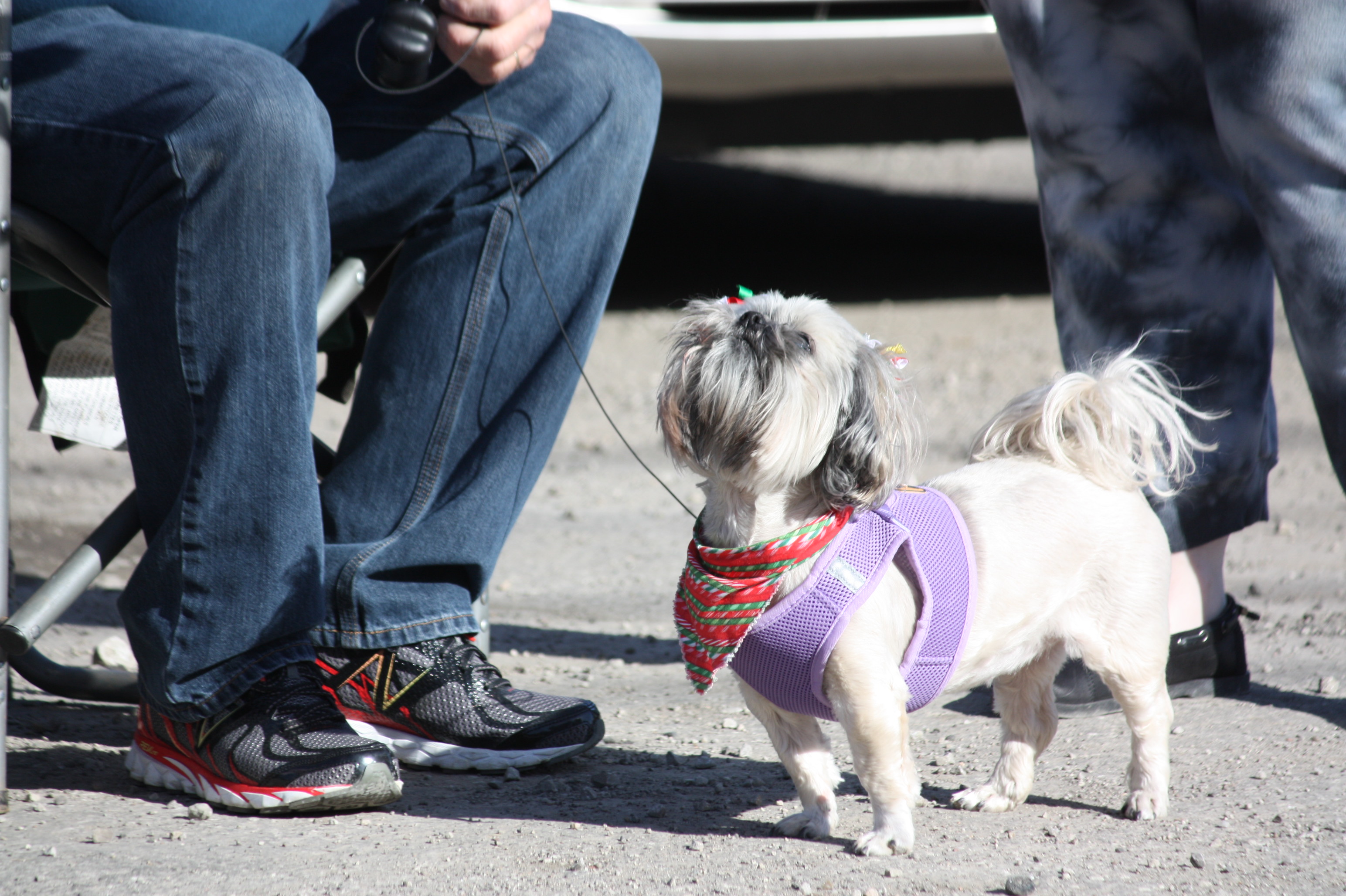 Grayson adds animal control position