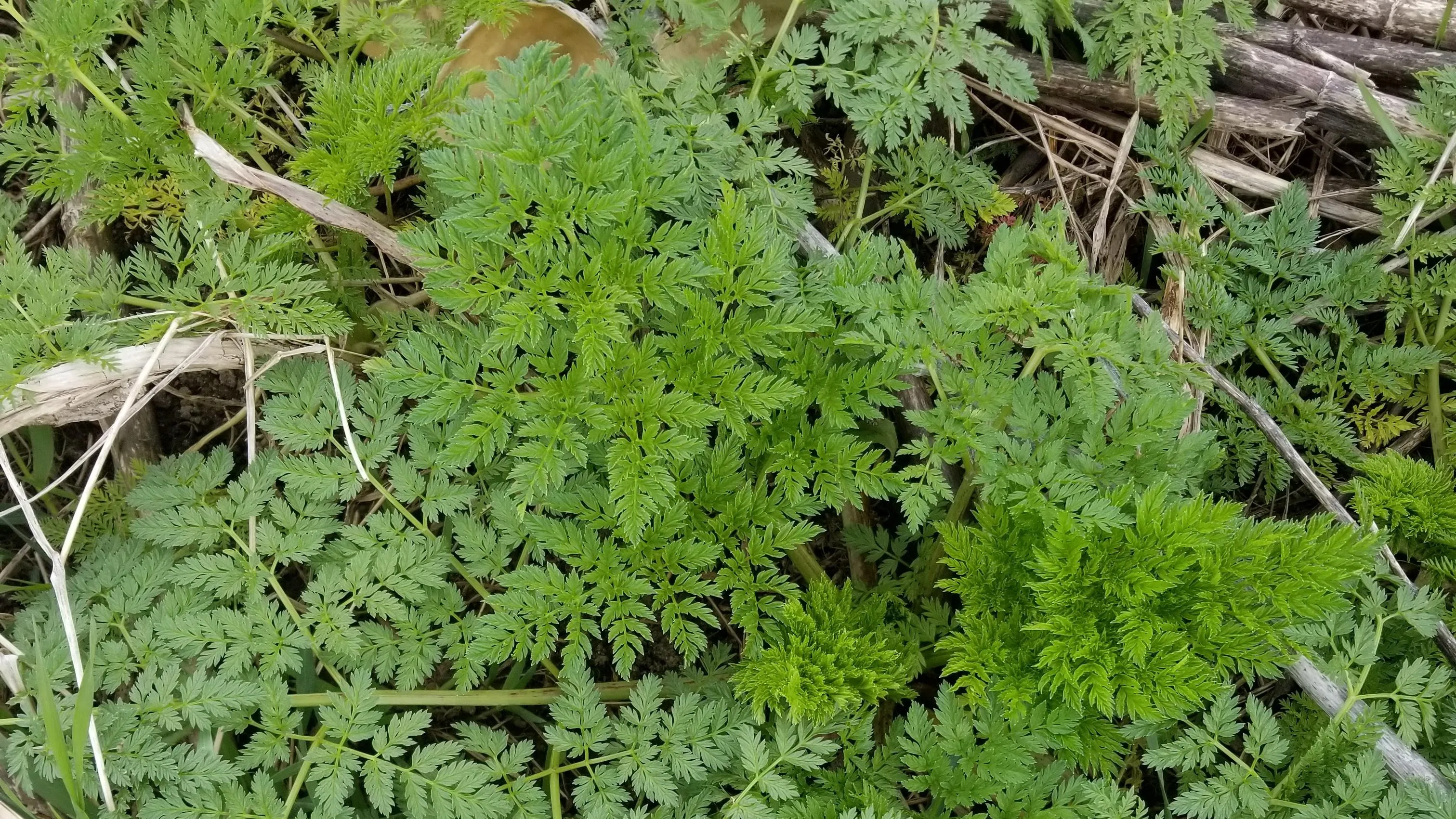 Extension Notes: Be aware of Poison Hemlock dangers to livestock
