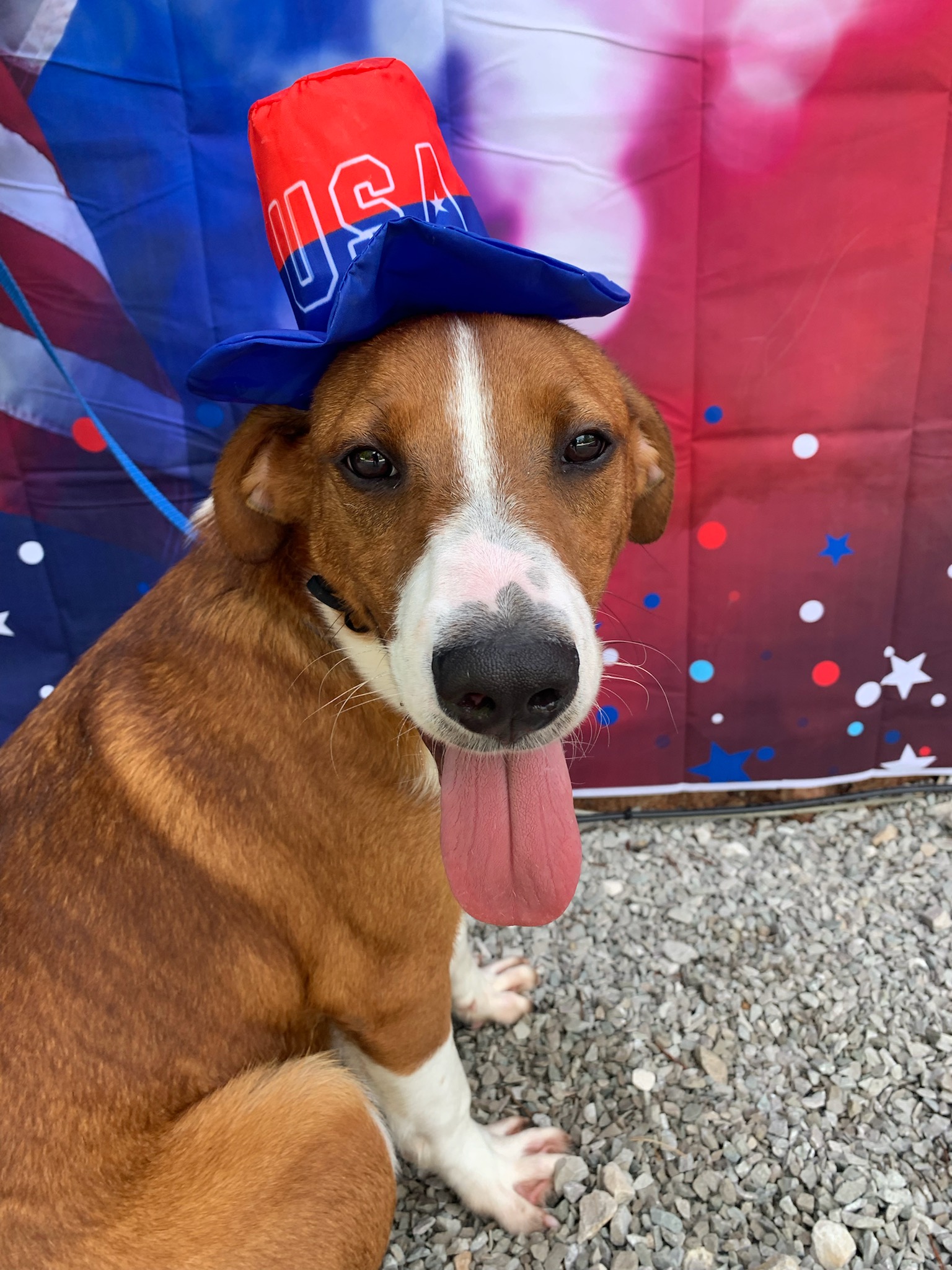 Pet of the Week: Meet Beau