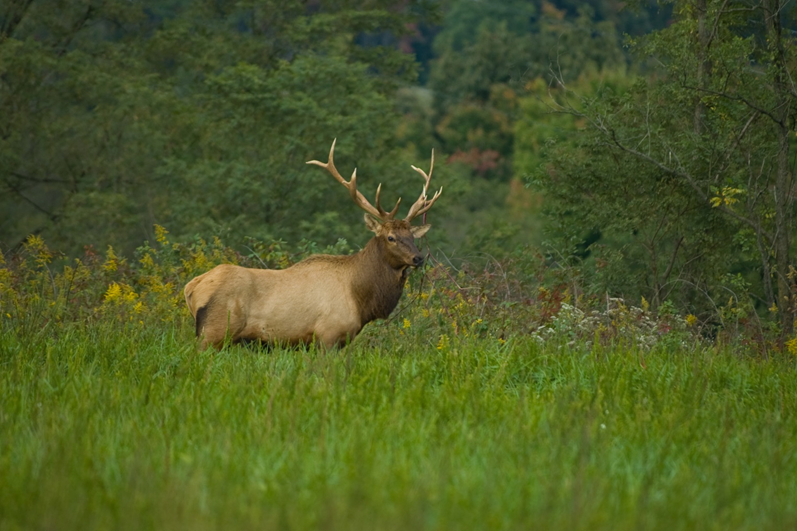 Elk in Carter County?