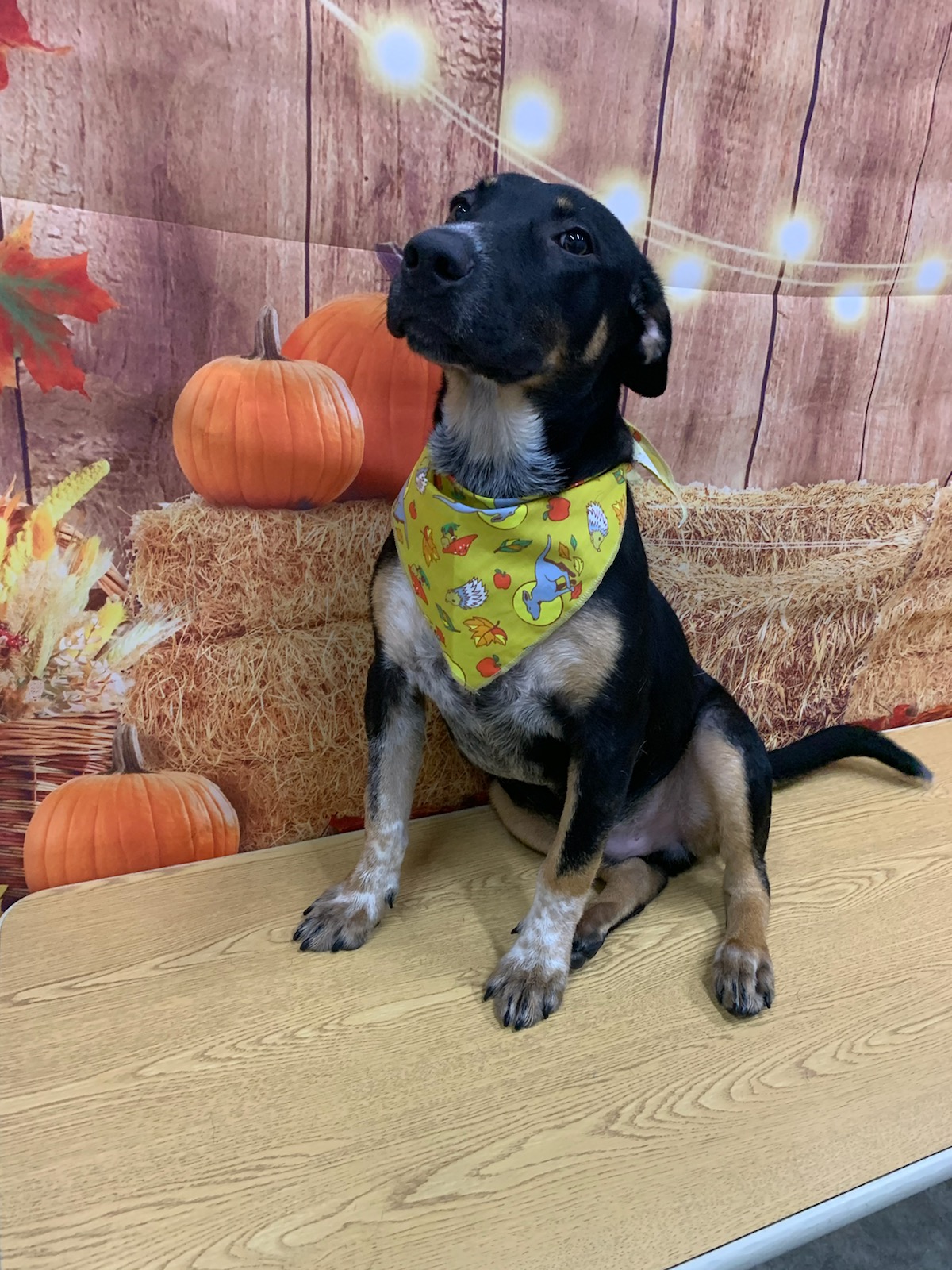 Pet of the Week: Meet Ranger
